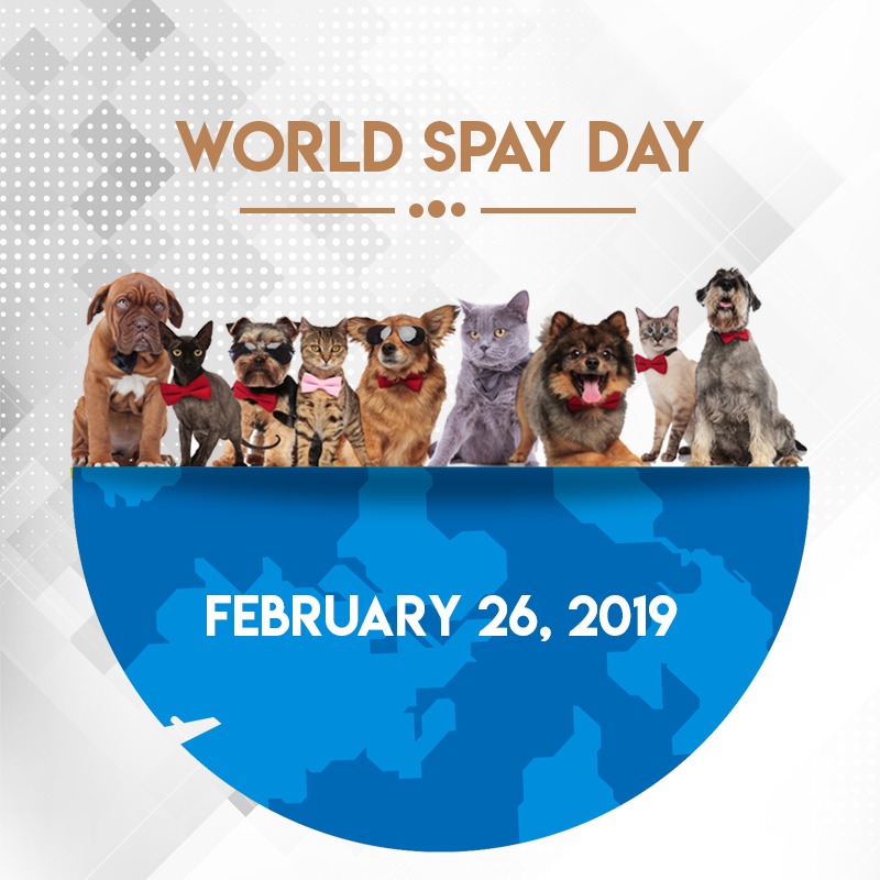 World Spay Day | Ask The Vet ATL.