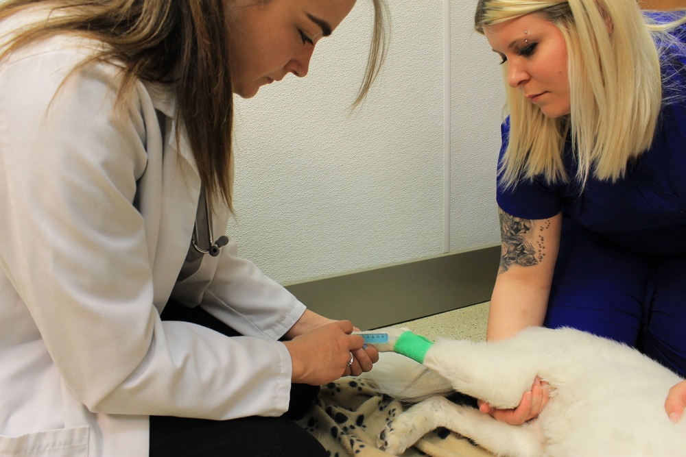 A Detailed Study of Veterinary Euthanasia | Ask The Vet ATL.