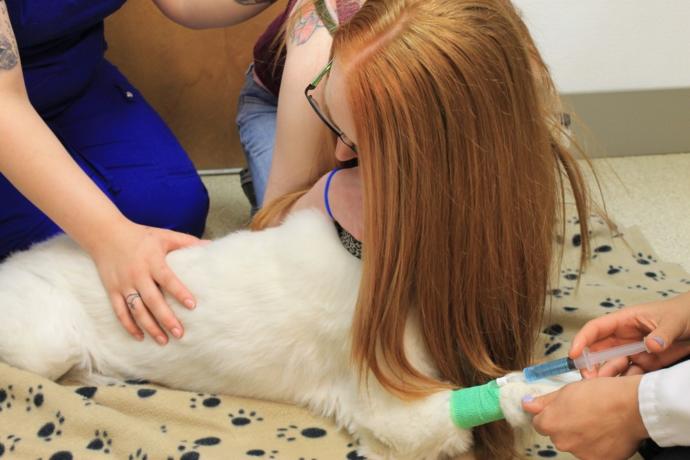 Veterinary Euthanasia at Home| Gentle Touch of Veterinarian