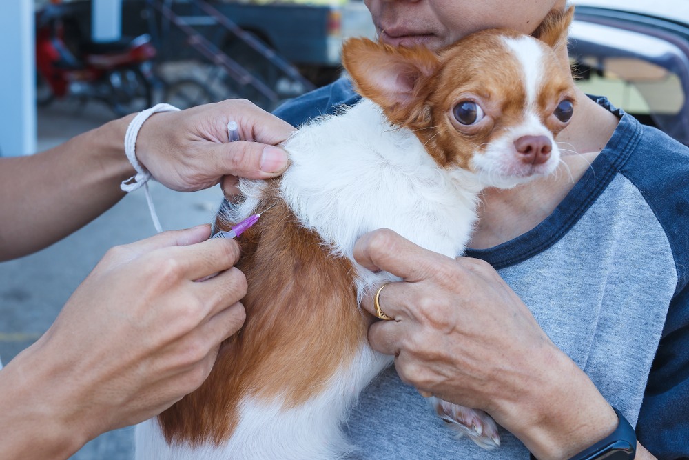 All You Need to Know About Pet Allergies! | Ask The Vet ATL.