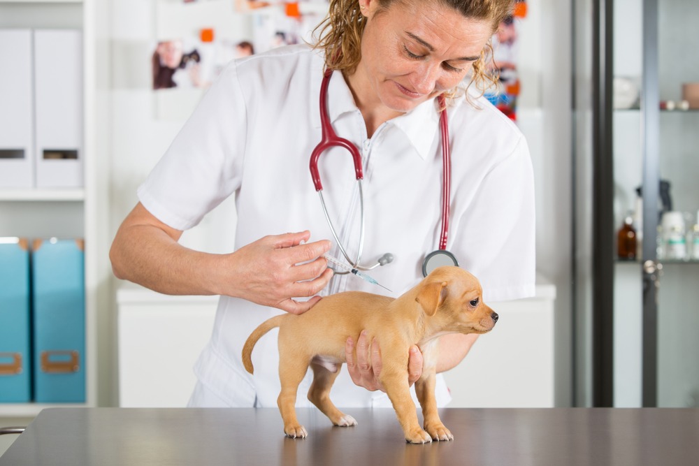 Why Vaccinating Your Pet is Important? | Ask The Vet ATL.