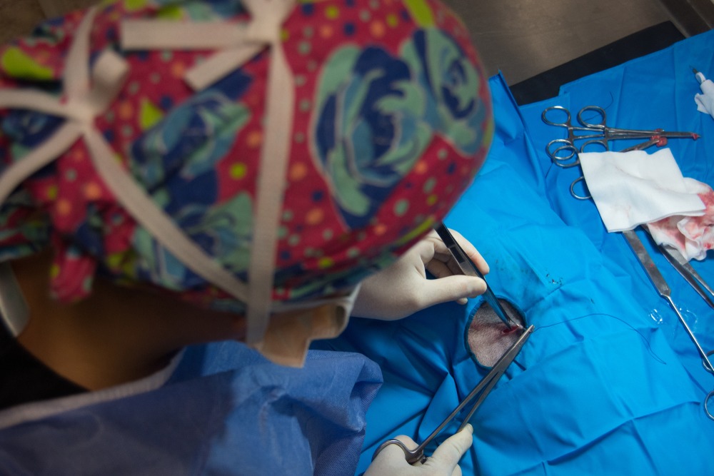 A Guide to Spay and Neuter | Ask The Vet ATL.